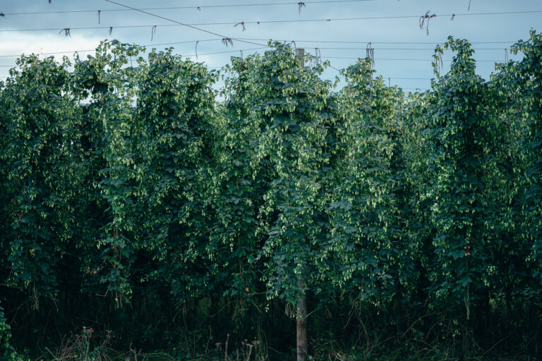 From the 2025 NZ Hop Harvest: Trends Influencing the 2026 Crop ...